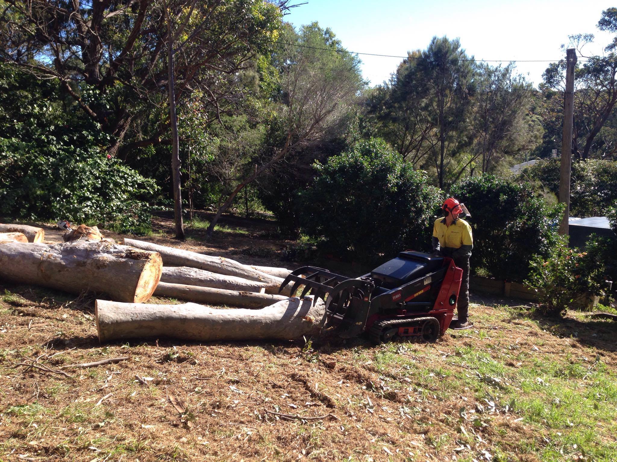 Tree removal business w/ admin/operations manager - perfect for Cert 3 ...