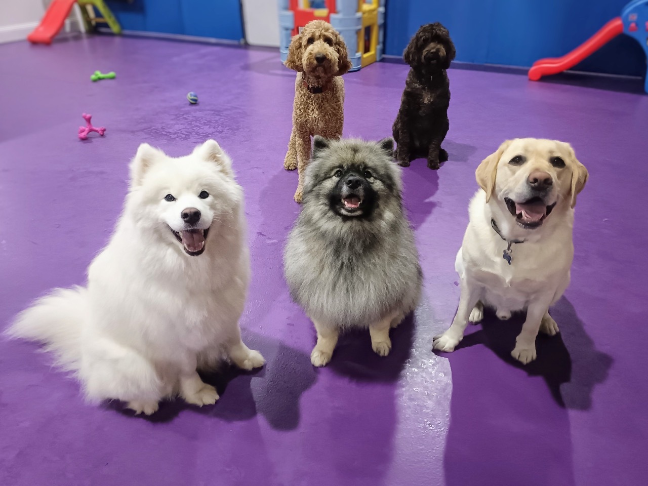 UNDER OFFER - Doggie Daycare and Training Business – Golden Grove, SA ...
