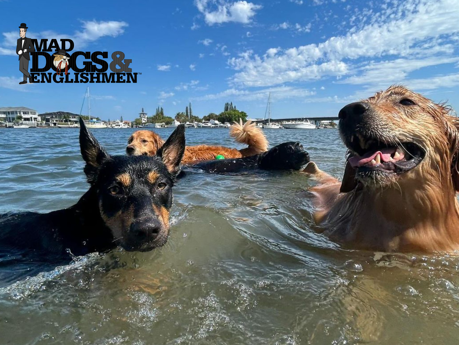 Mad Dogs & Englishmen Bexley - Dog Walking & Doggy Daycare Service in ...