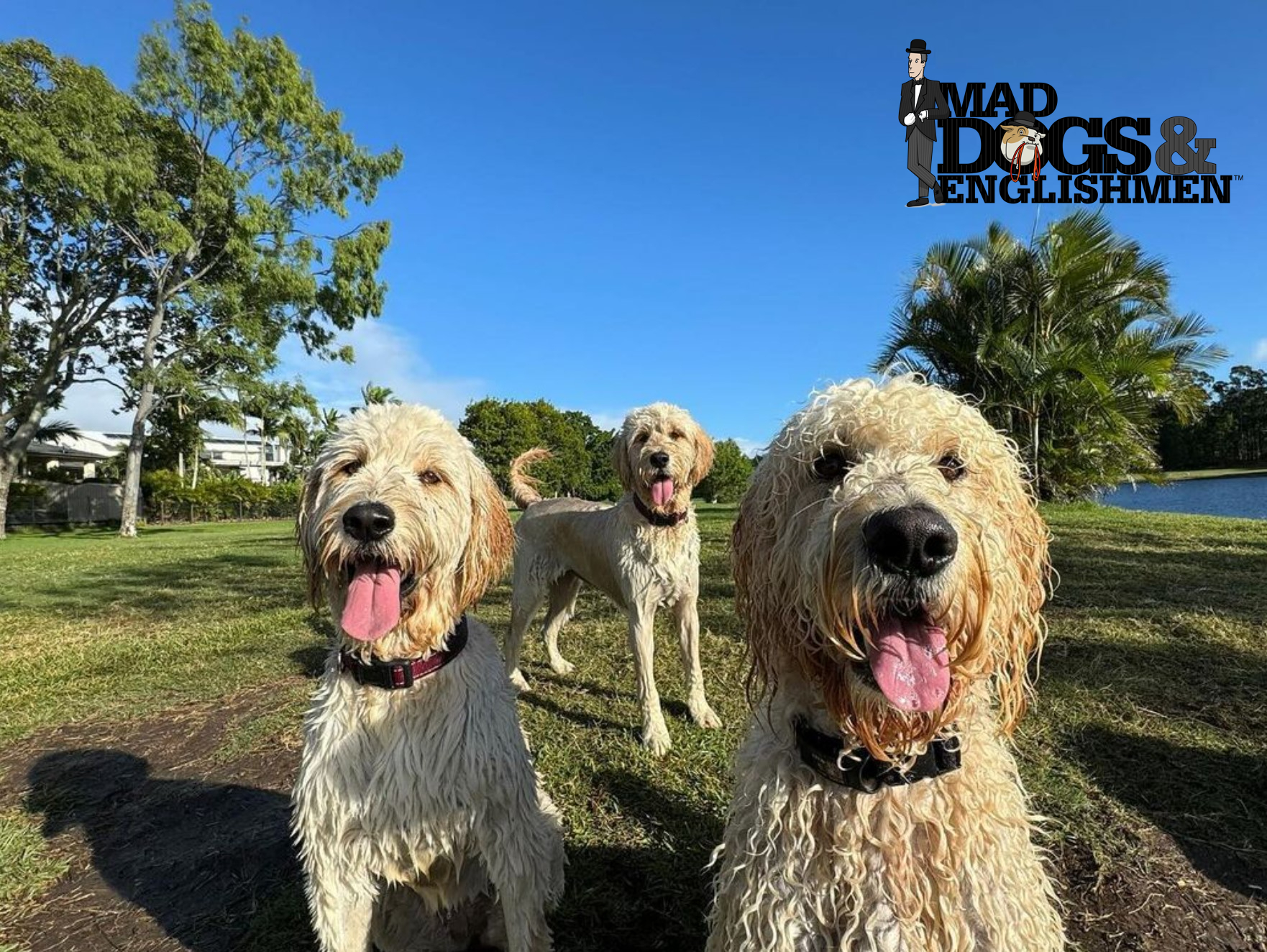Mad Dogs & Englishmen Eastern Suburbs - Dog Walking & Doggy Daycare Service in Sydney - Greater ...