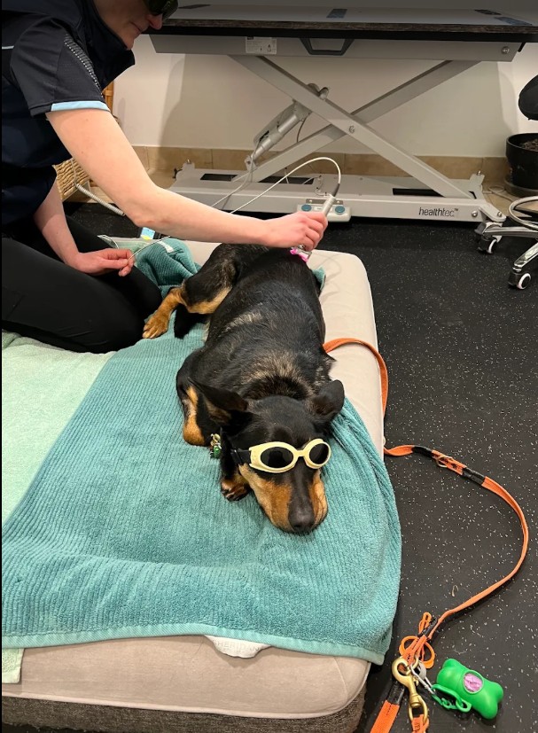 Canine Hydro Rehabilitation & Conditioning in Croydon VIC, 3136 | SEEK ...